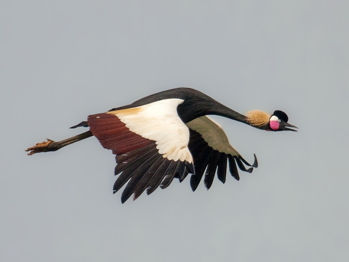 Black Crowned-Crane - eBird