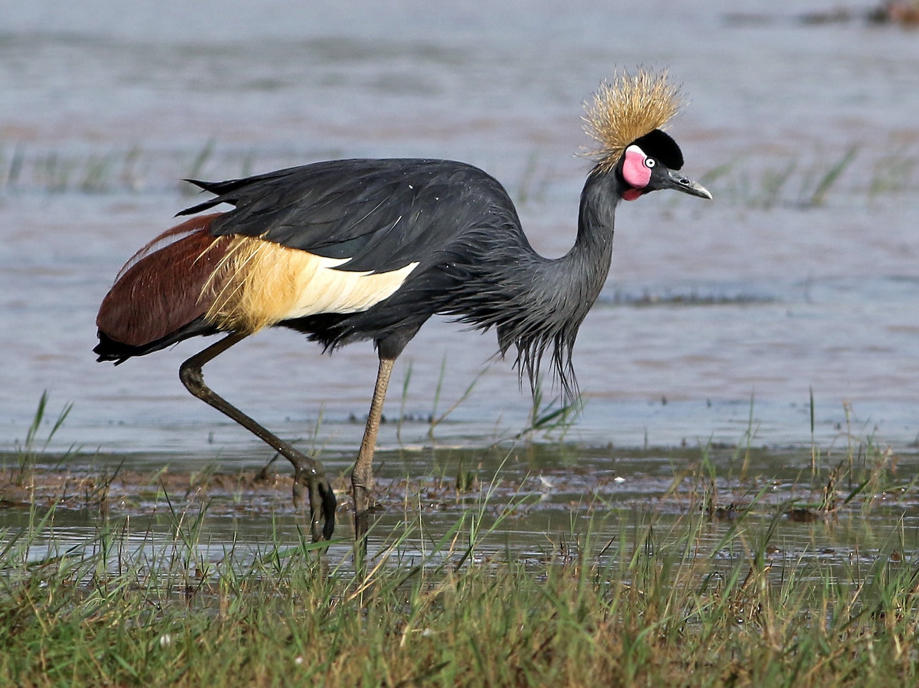 Black Crowned-Crane - eBird