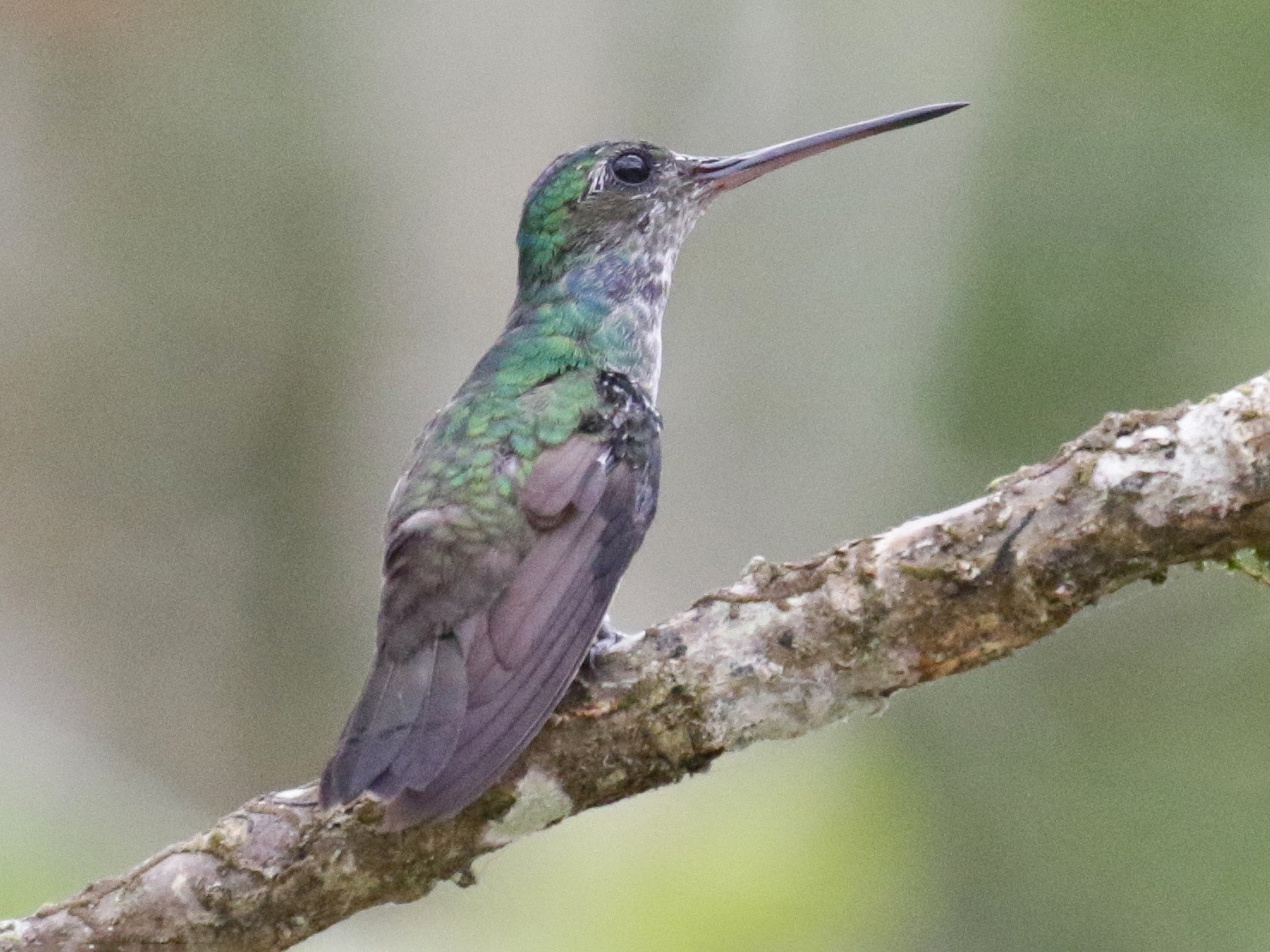 Charming Hummingbird - eBird