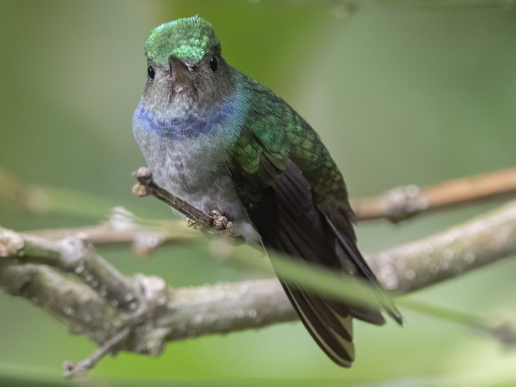 Charming Hummingbird - eBird