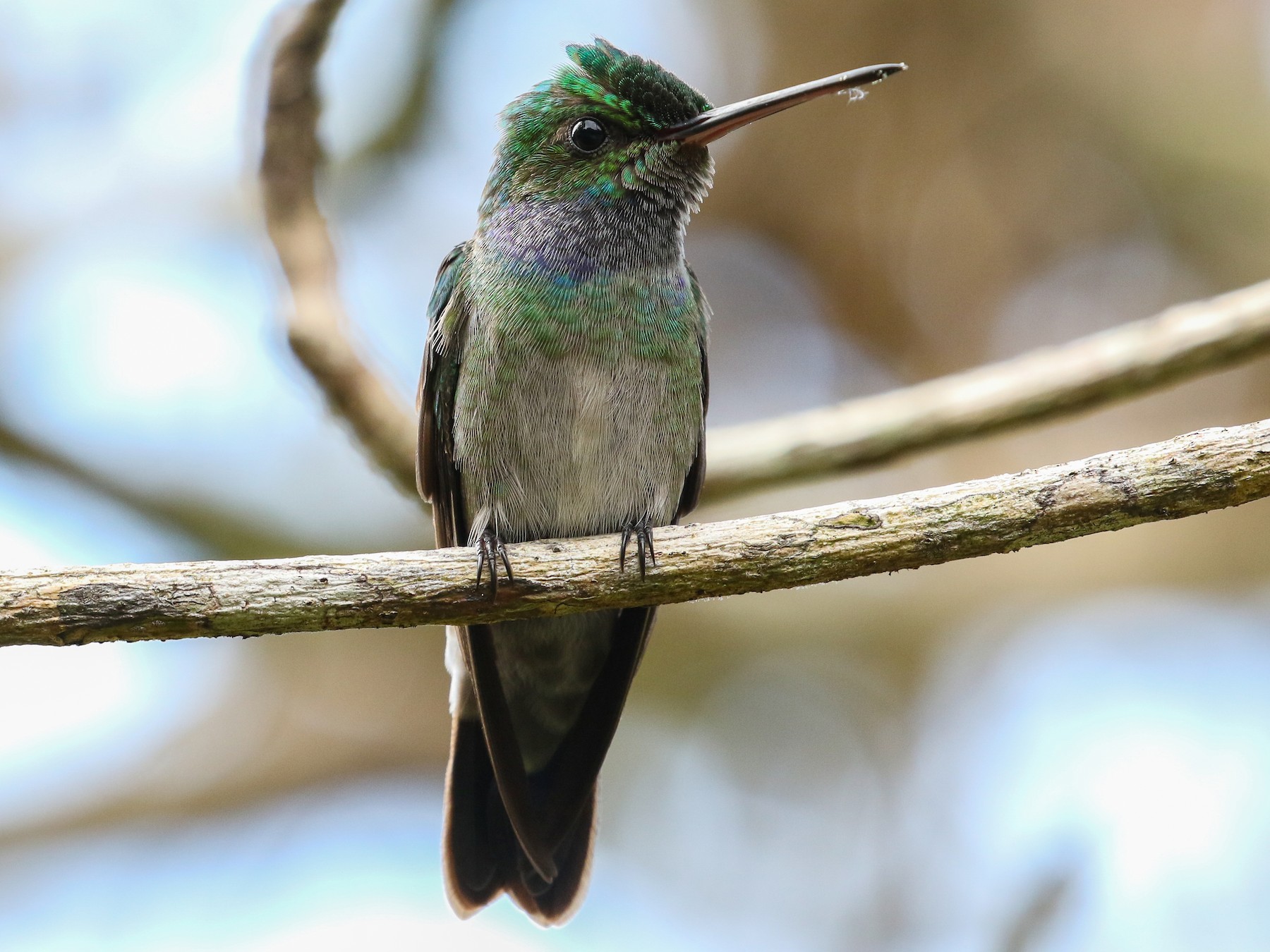 Charming Hummingbird - eBird