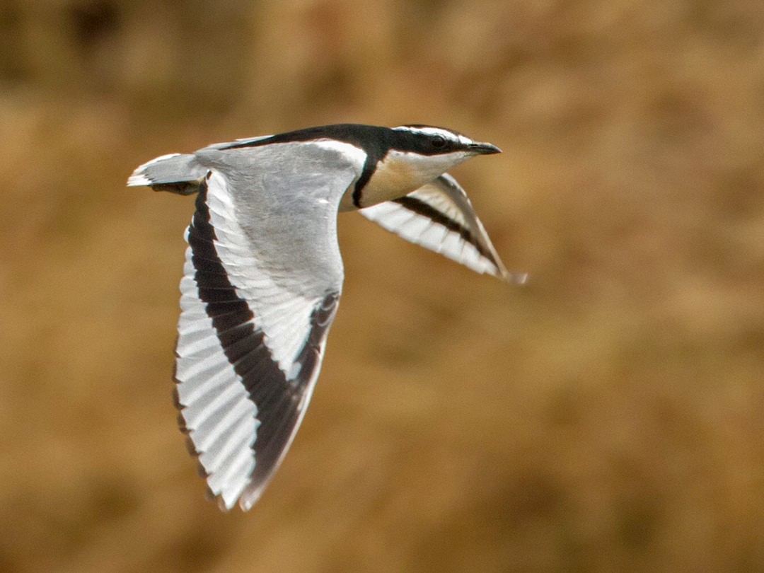 Egyptian Plover - eBird