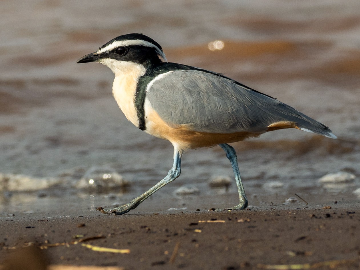 Egyptian Plover - eBird