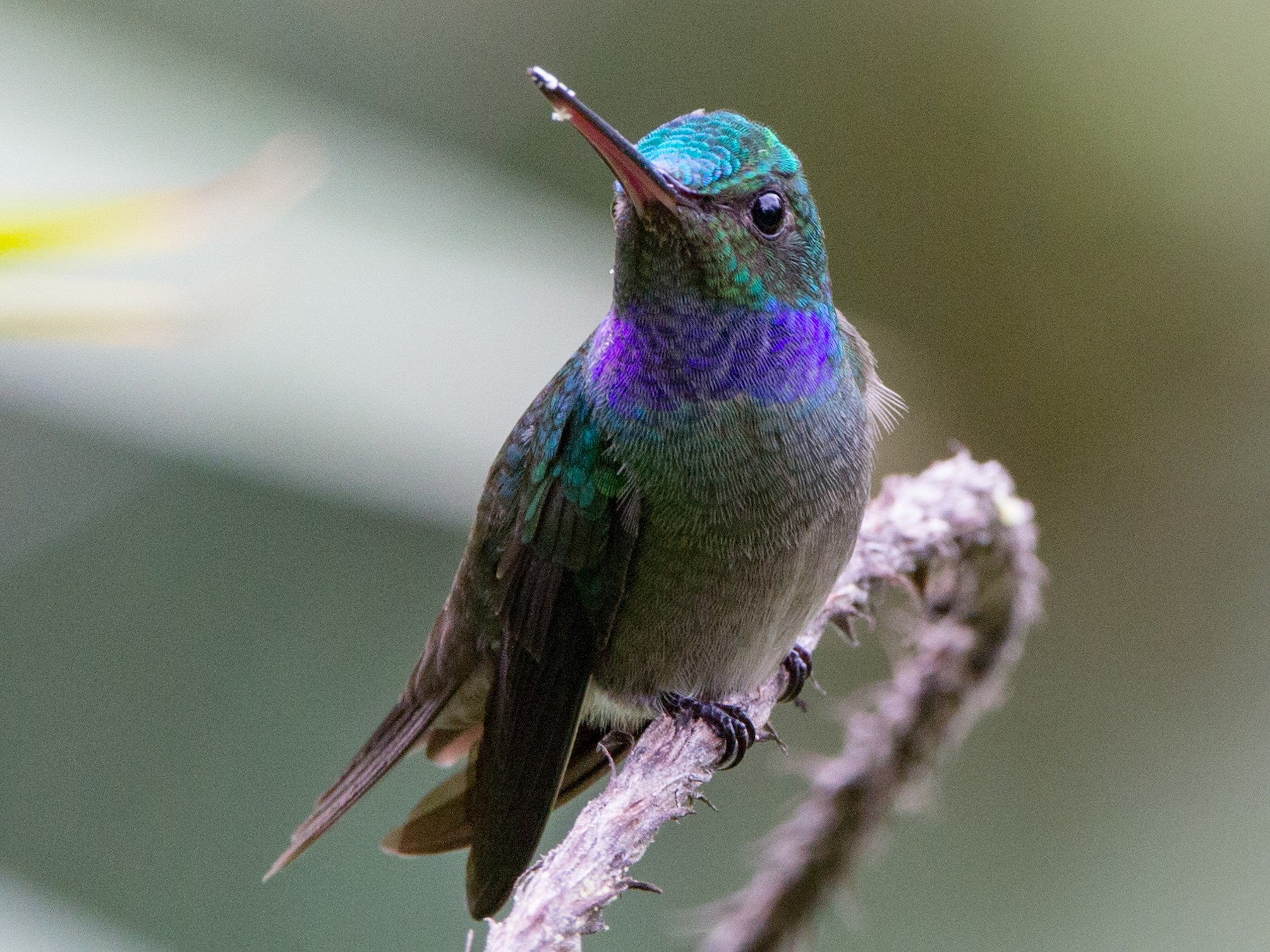 Charming Hummingbird - eBird