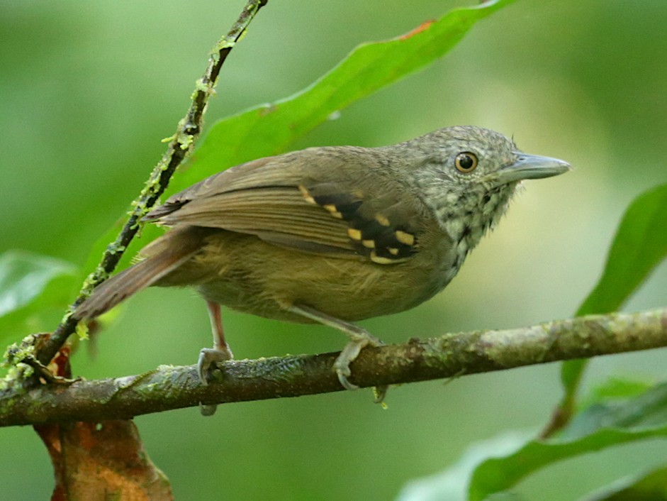 Checker-throated Stipplethroat - eBird