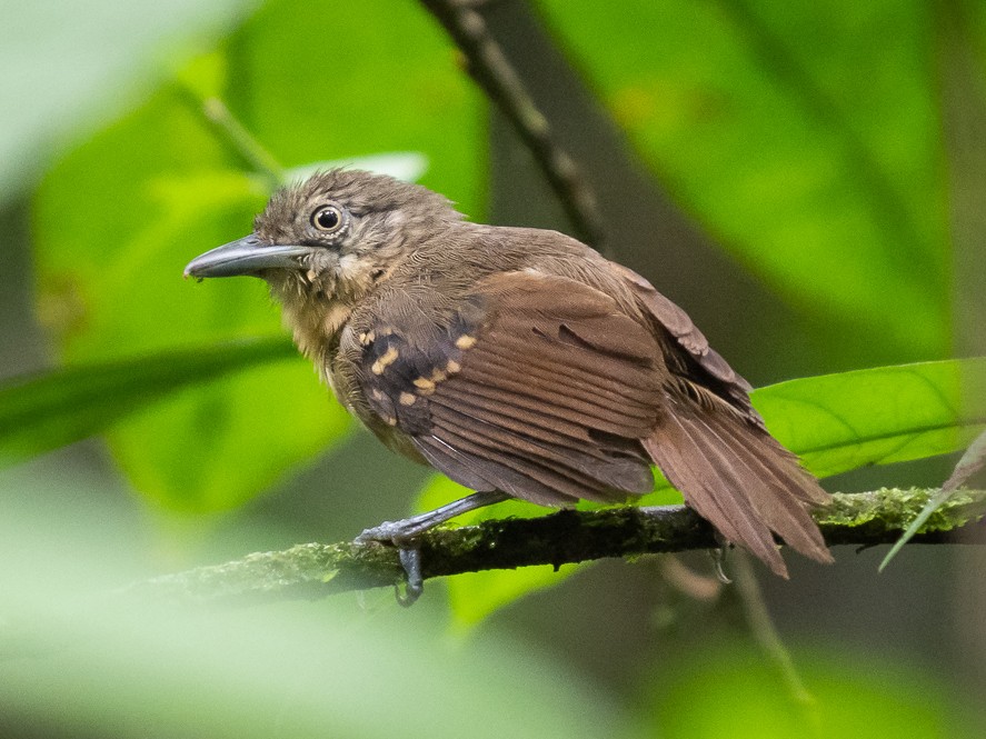 Checker-throated Stipplethroat - eBird
