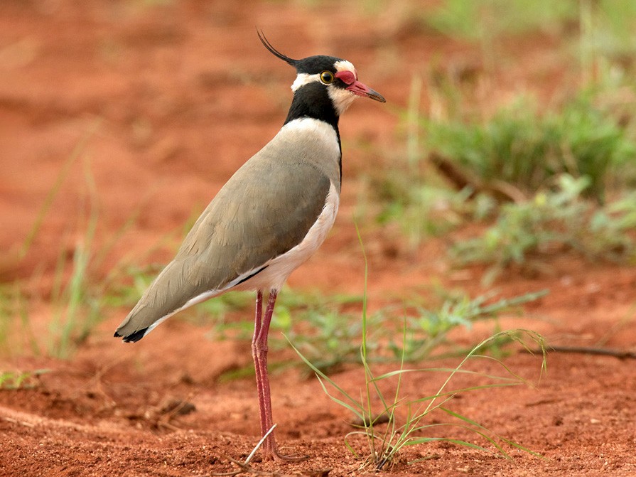 Black-headed Lapwing - eBird