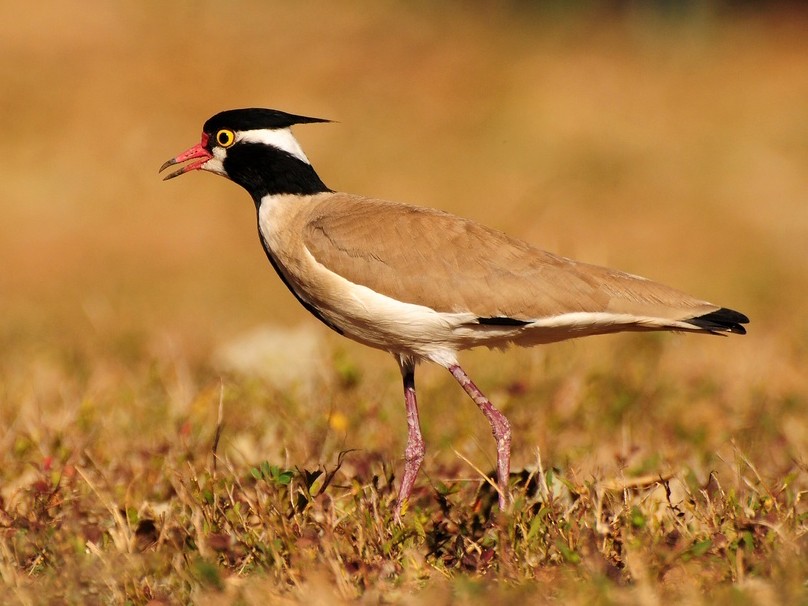 Black-headed Lapwing - eBird