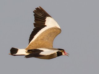 Black-headed Lapwing - eBird