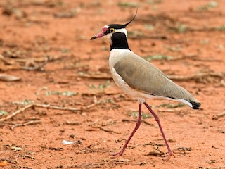 Black-headed Lapwing - eBird