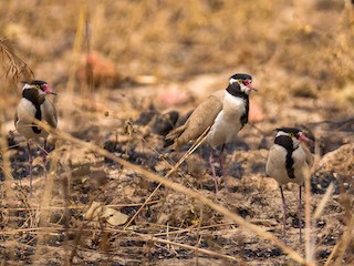 Black-headed Lapwing - eBird
