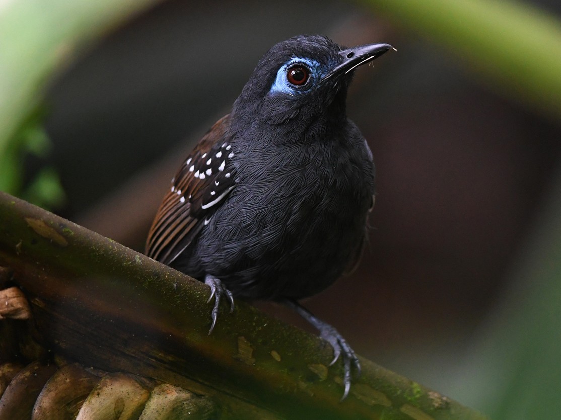 Chestnut-backed Antbird - eBird