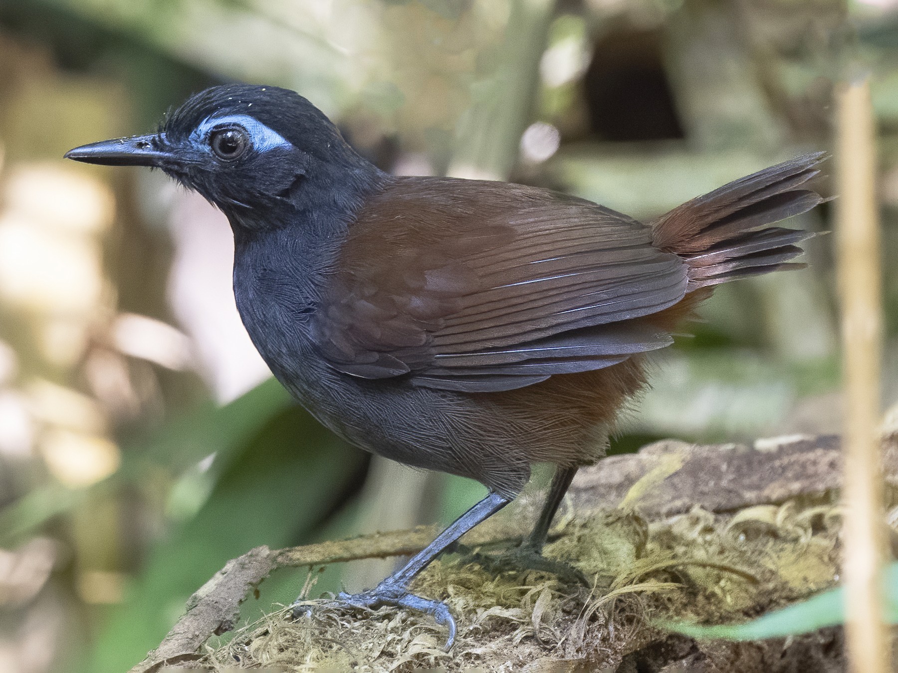 Chestnut-backed Antbird - eBird