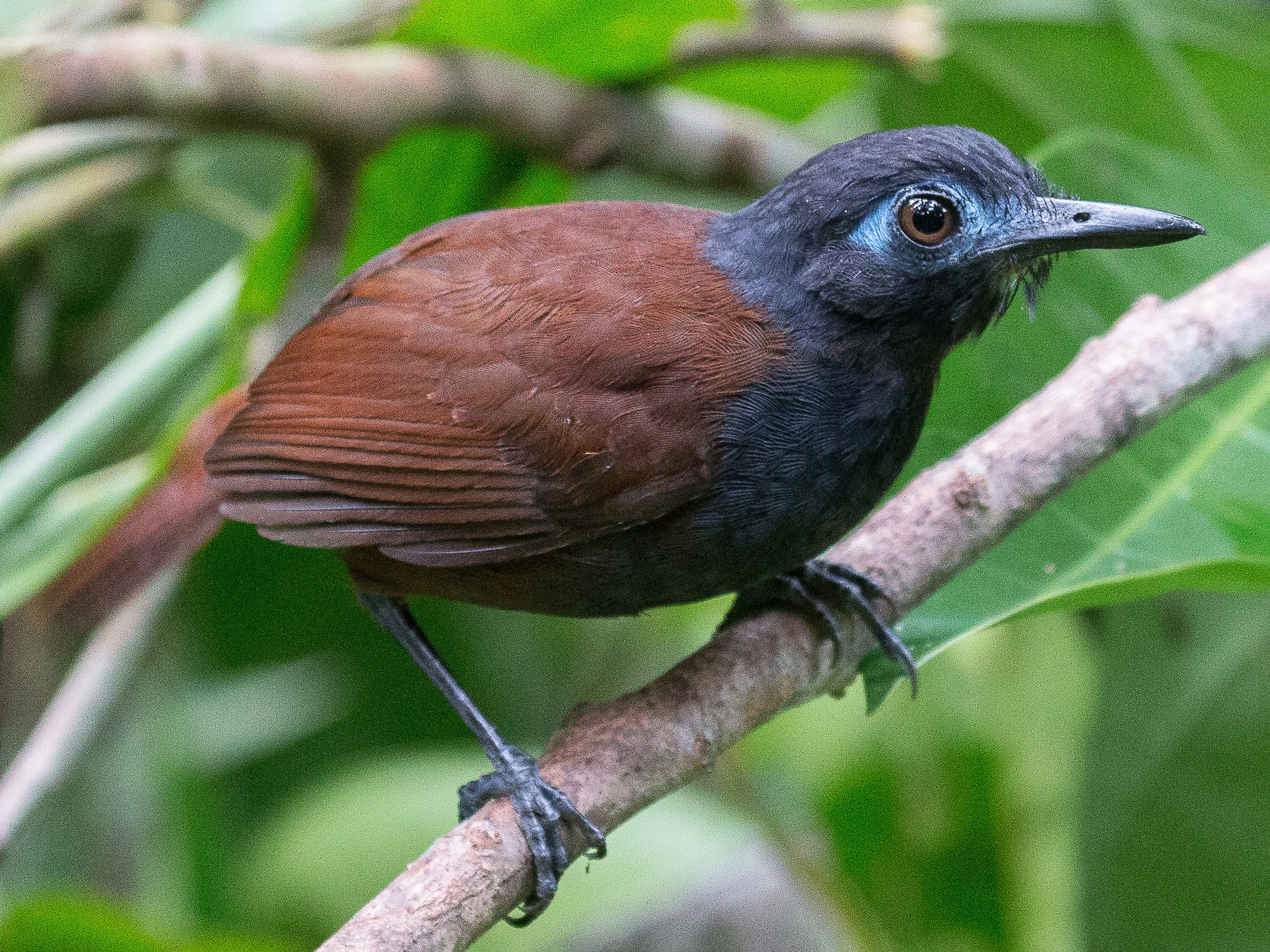 Chestnut-backed Antbird - eBird