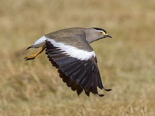 Spot-breasted Lapwing - eBird