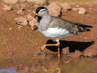 Spot-breasted Lapwing - eBird