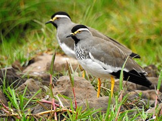 Spot-breasted Lapwing - eBird