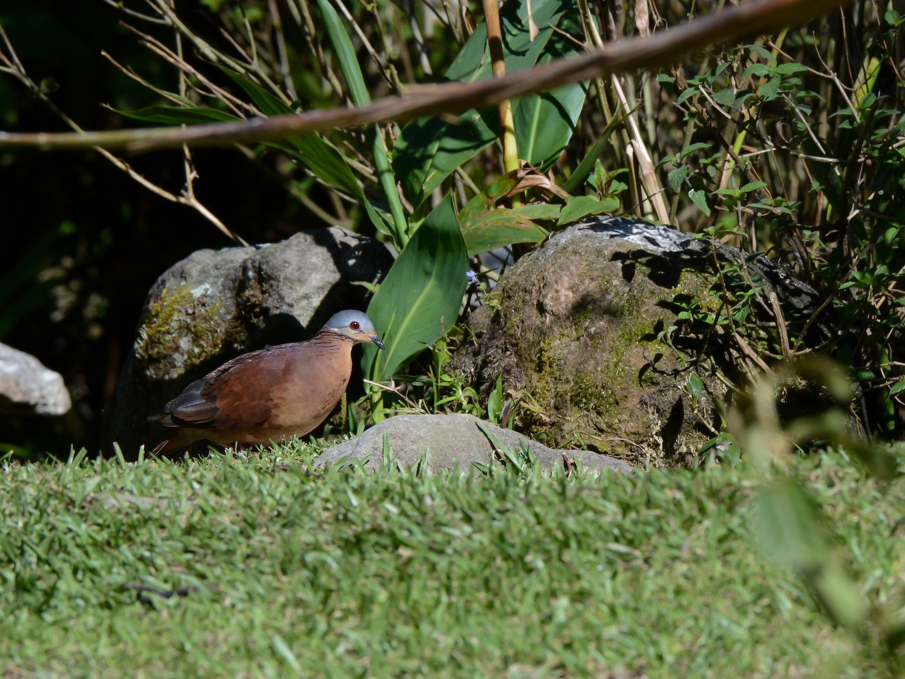 Chiriqui Quail-Dove - eBird
