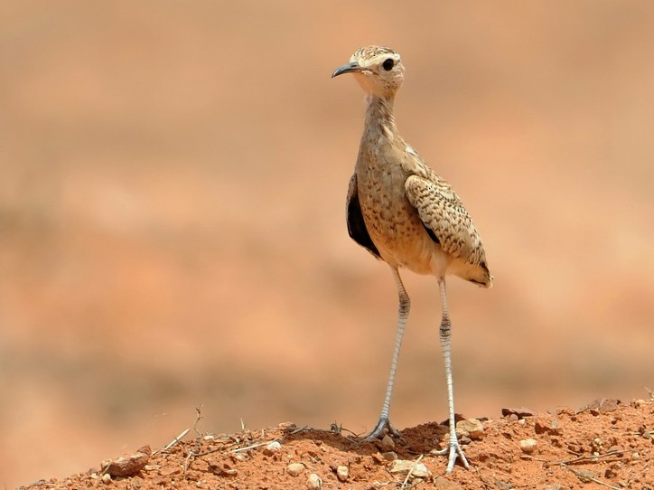 Somali Courser - eBird