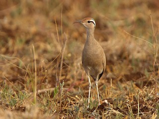 Somali Courser - eBird
