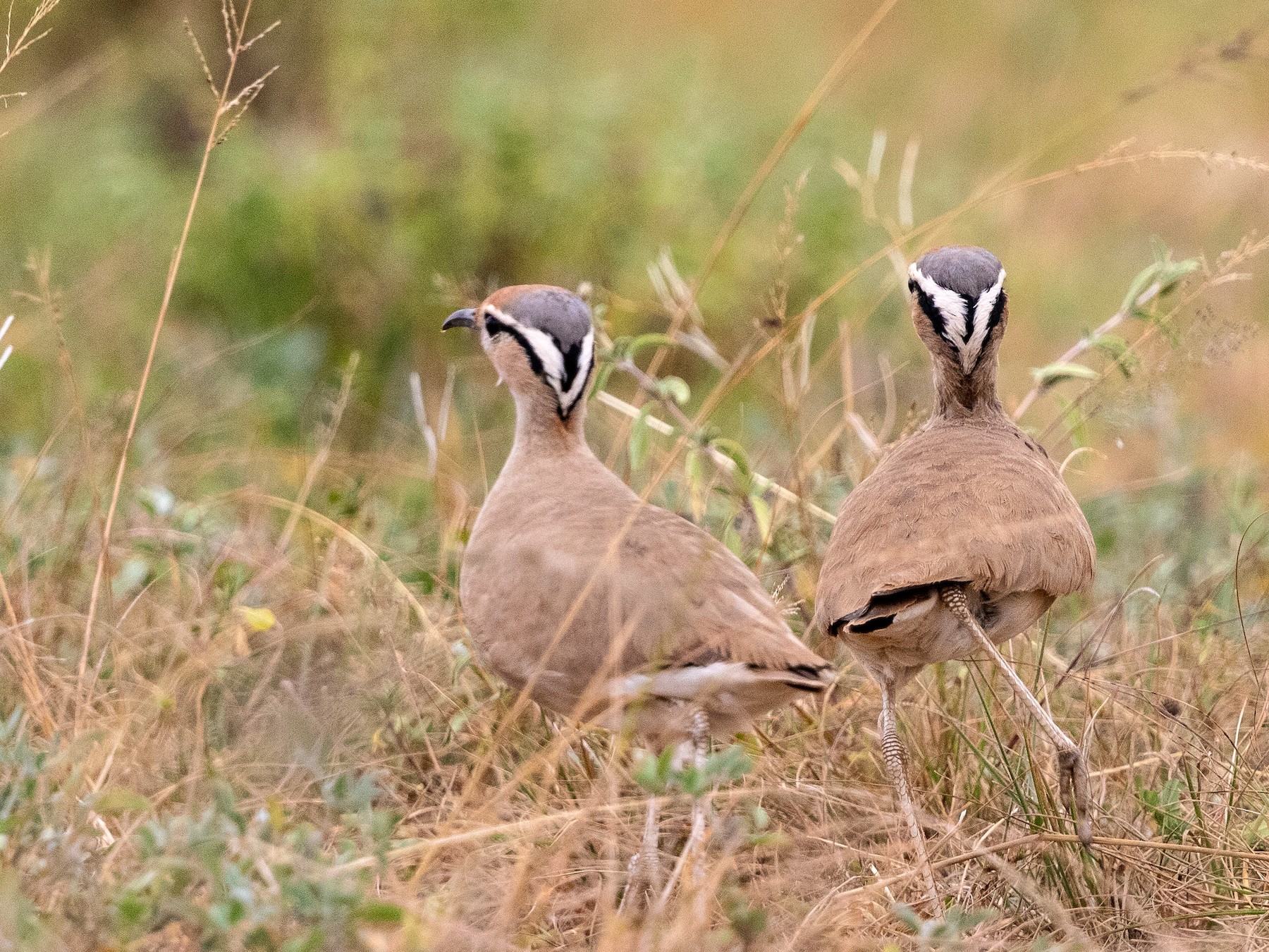 Somali Courser - eBird