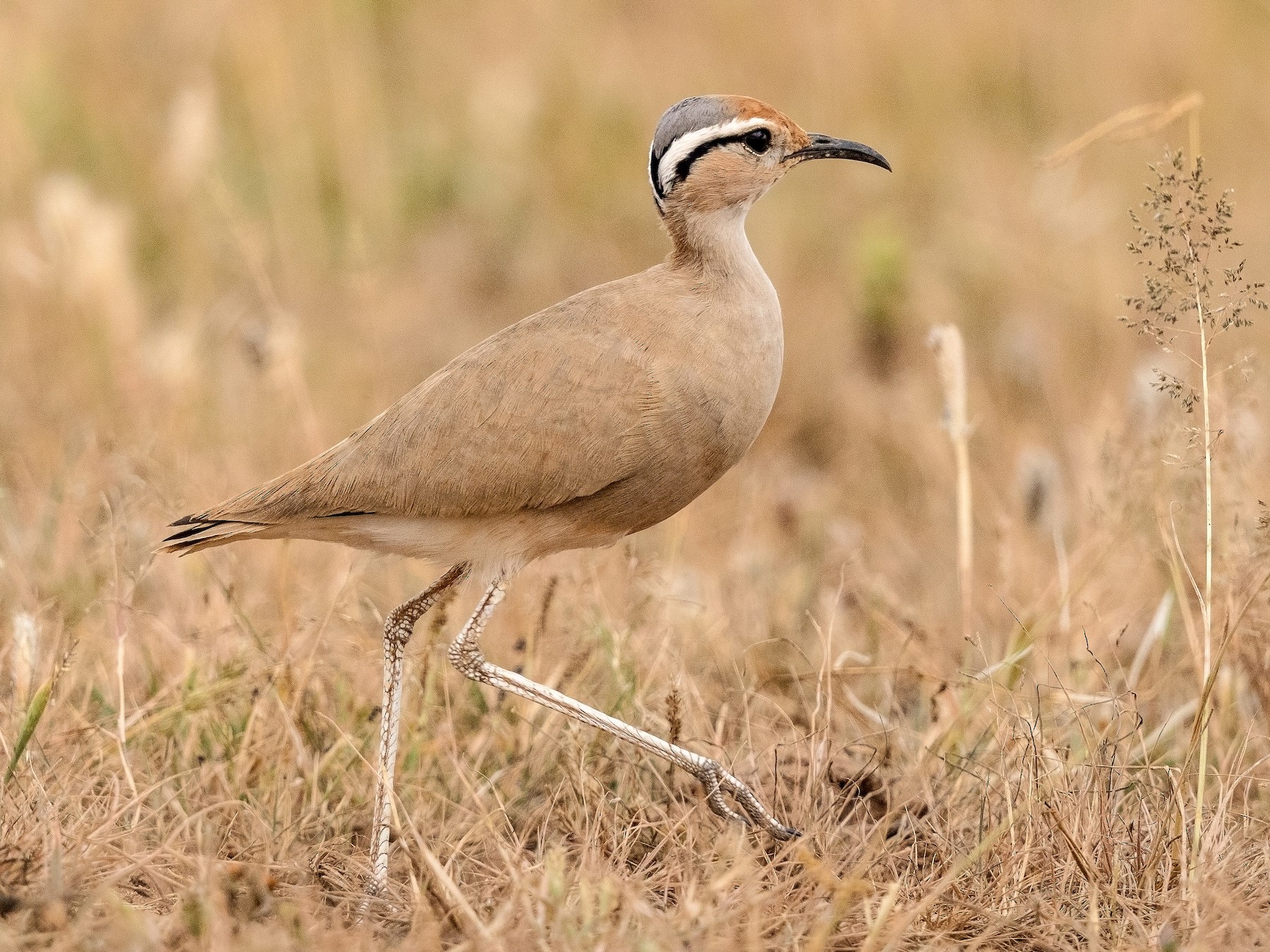 Somali Courser - eBird
