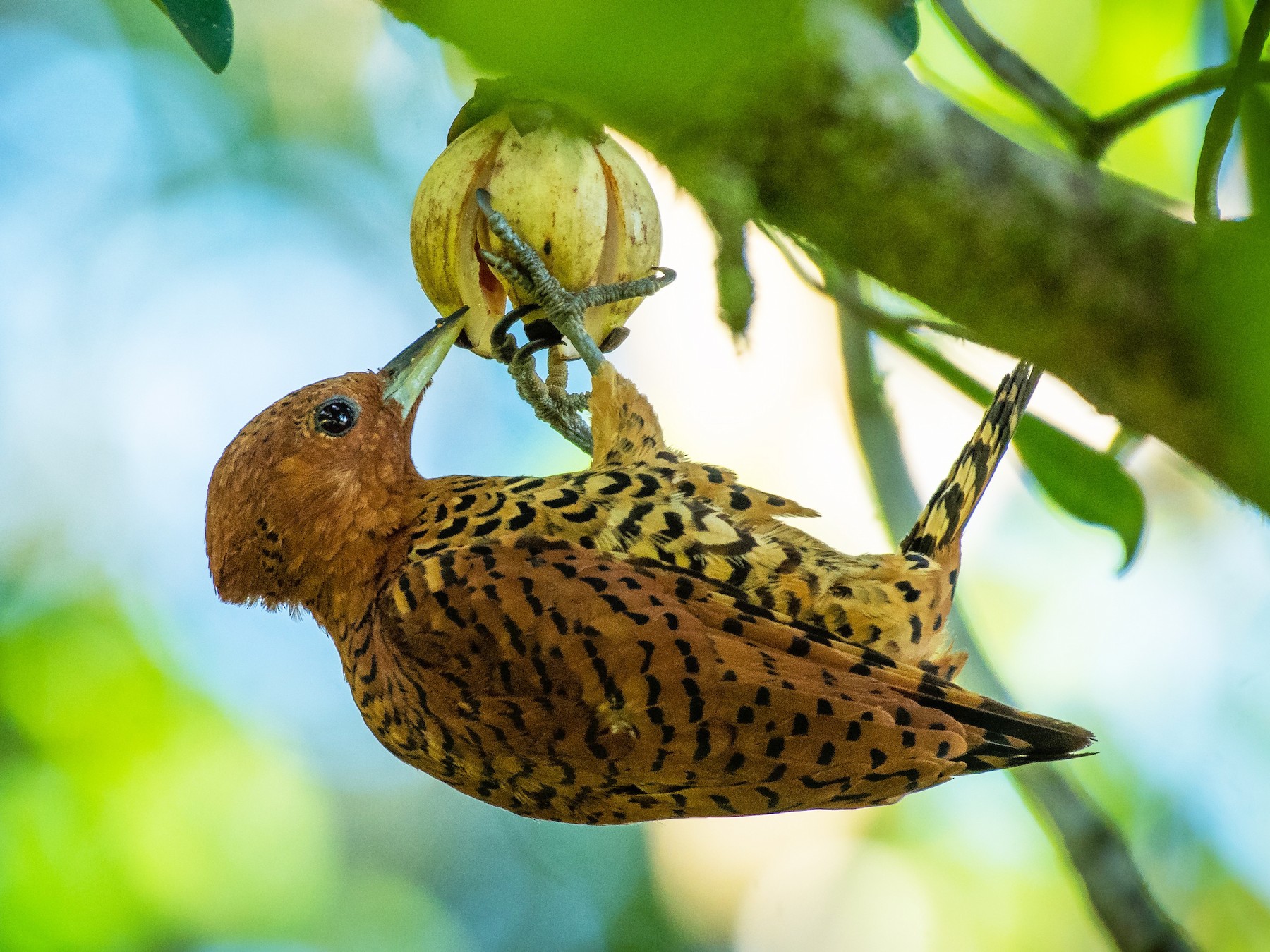 Cinnamon Woodpecker - eBird