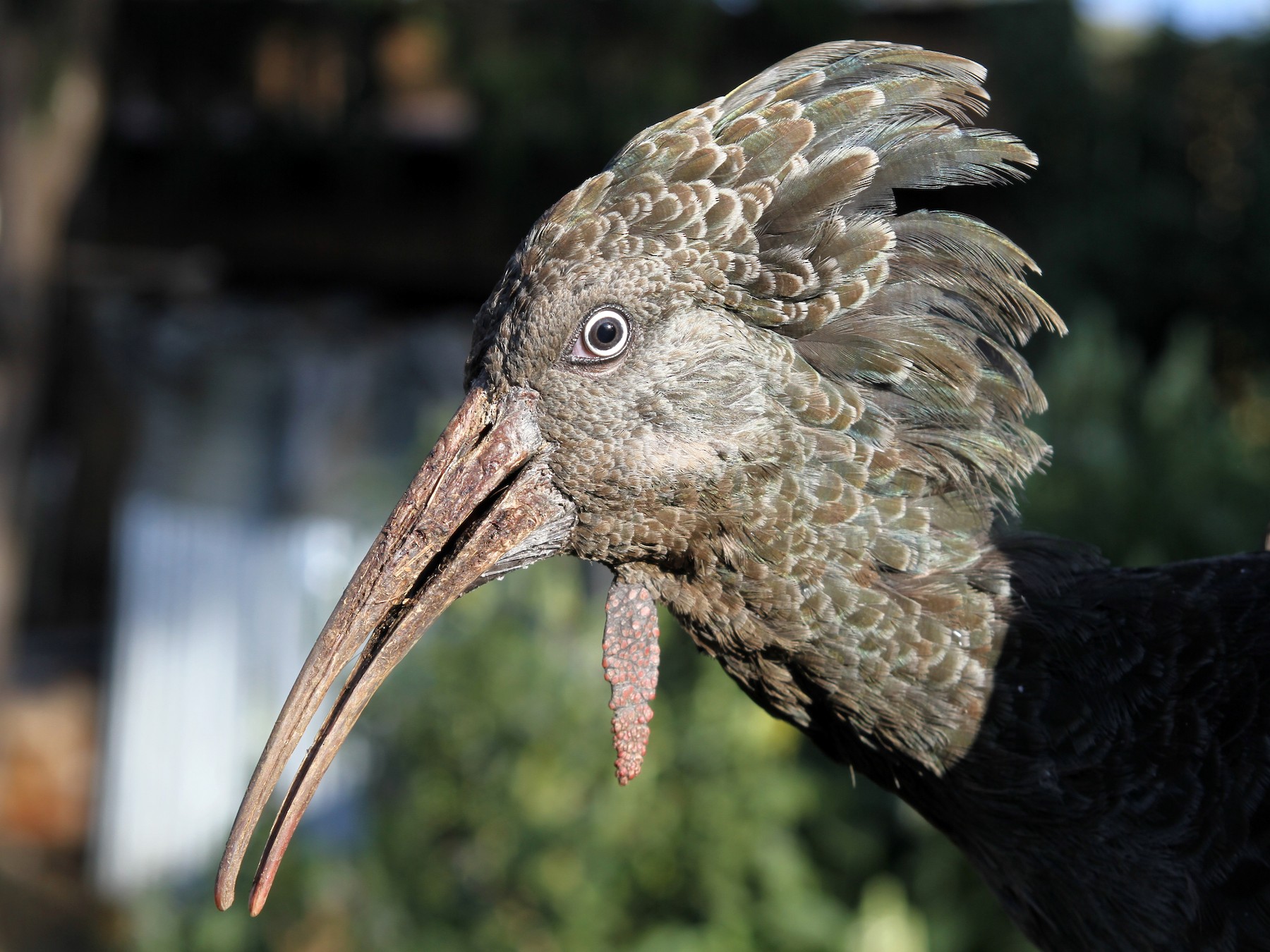 Wattled Ibis - eBird