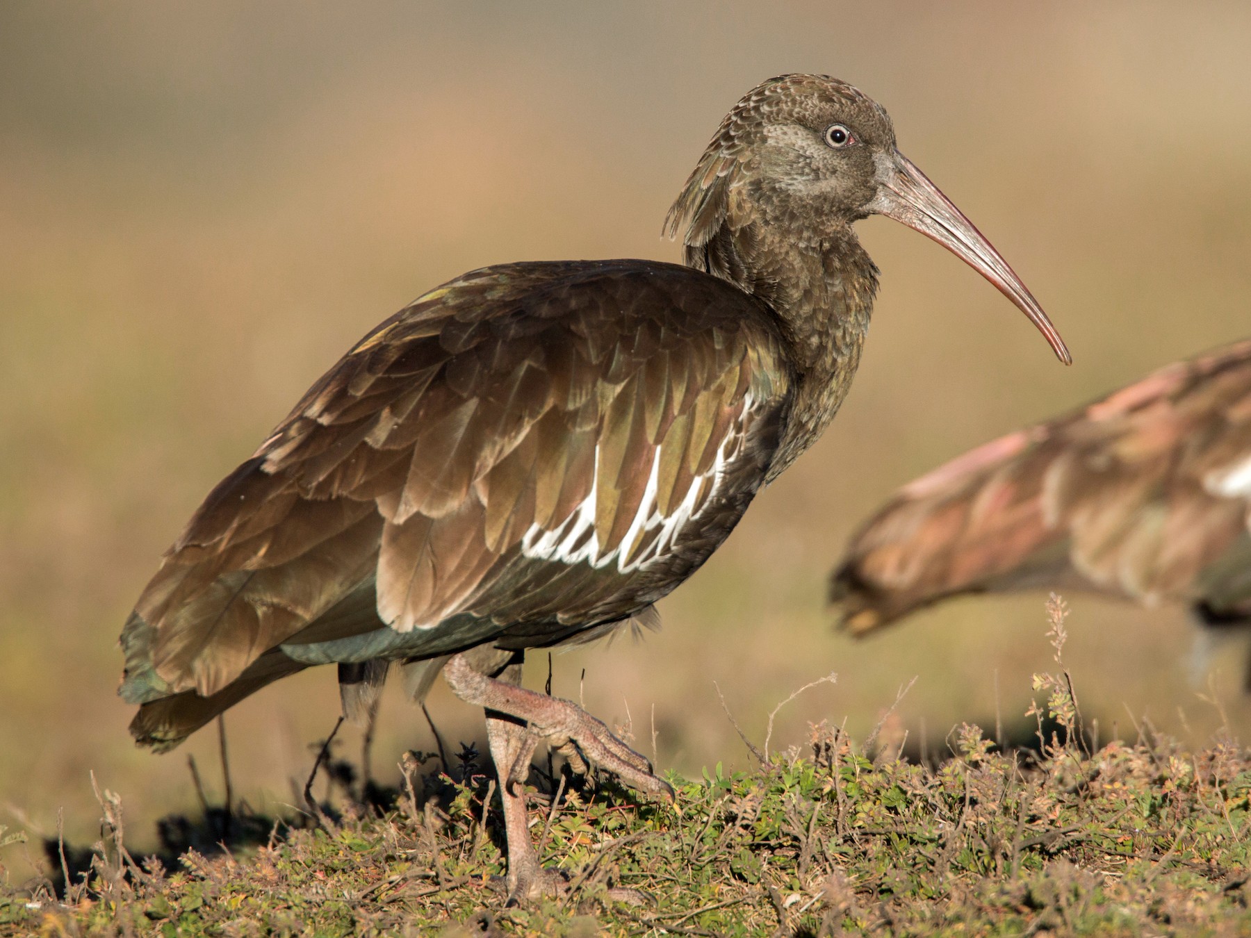 Wattled Ibis - eBird