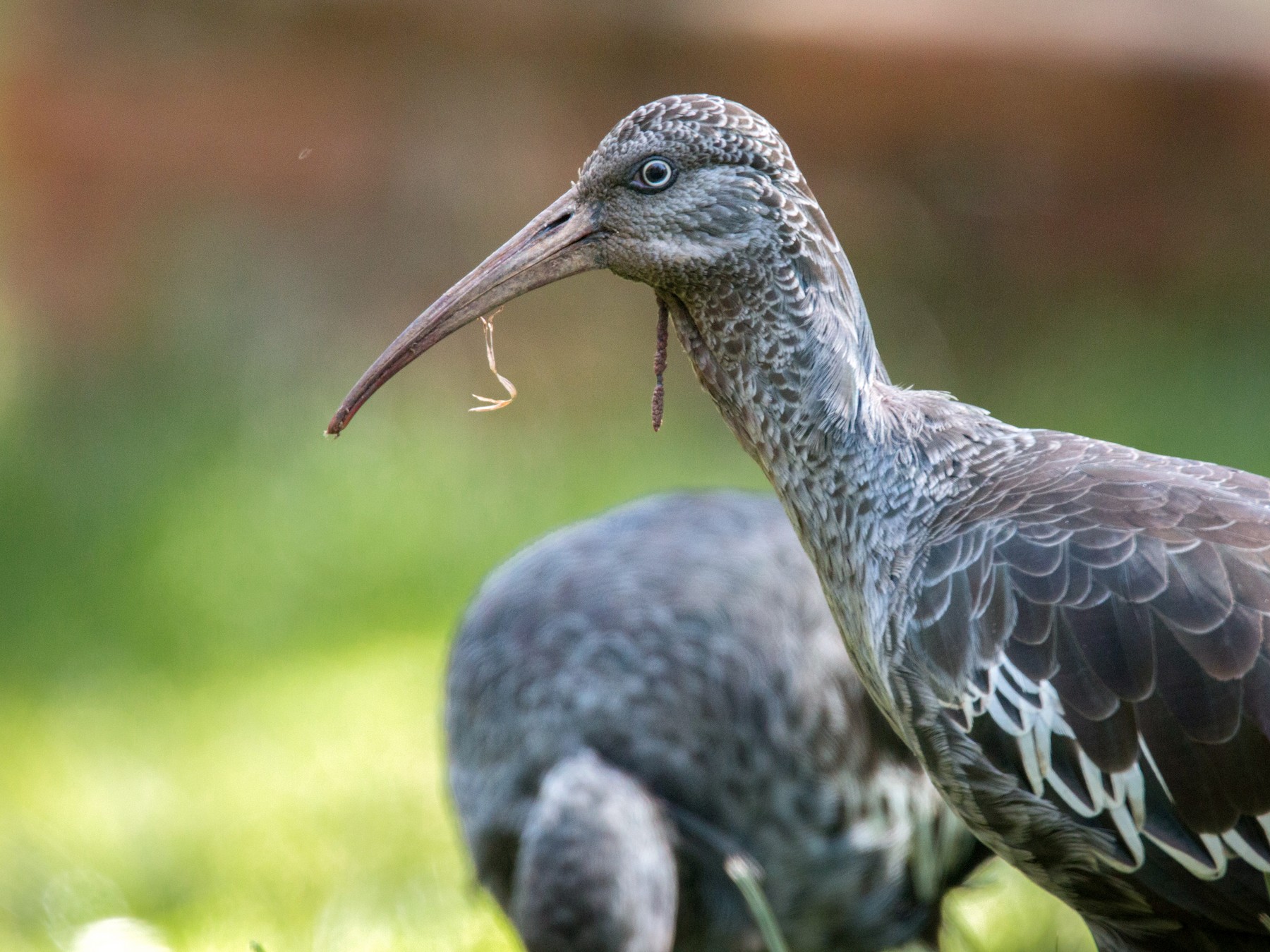 Wattled Ibis - eBird