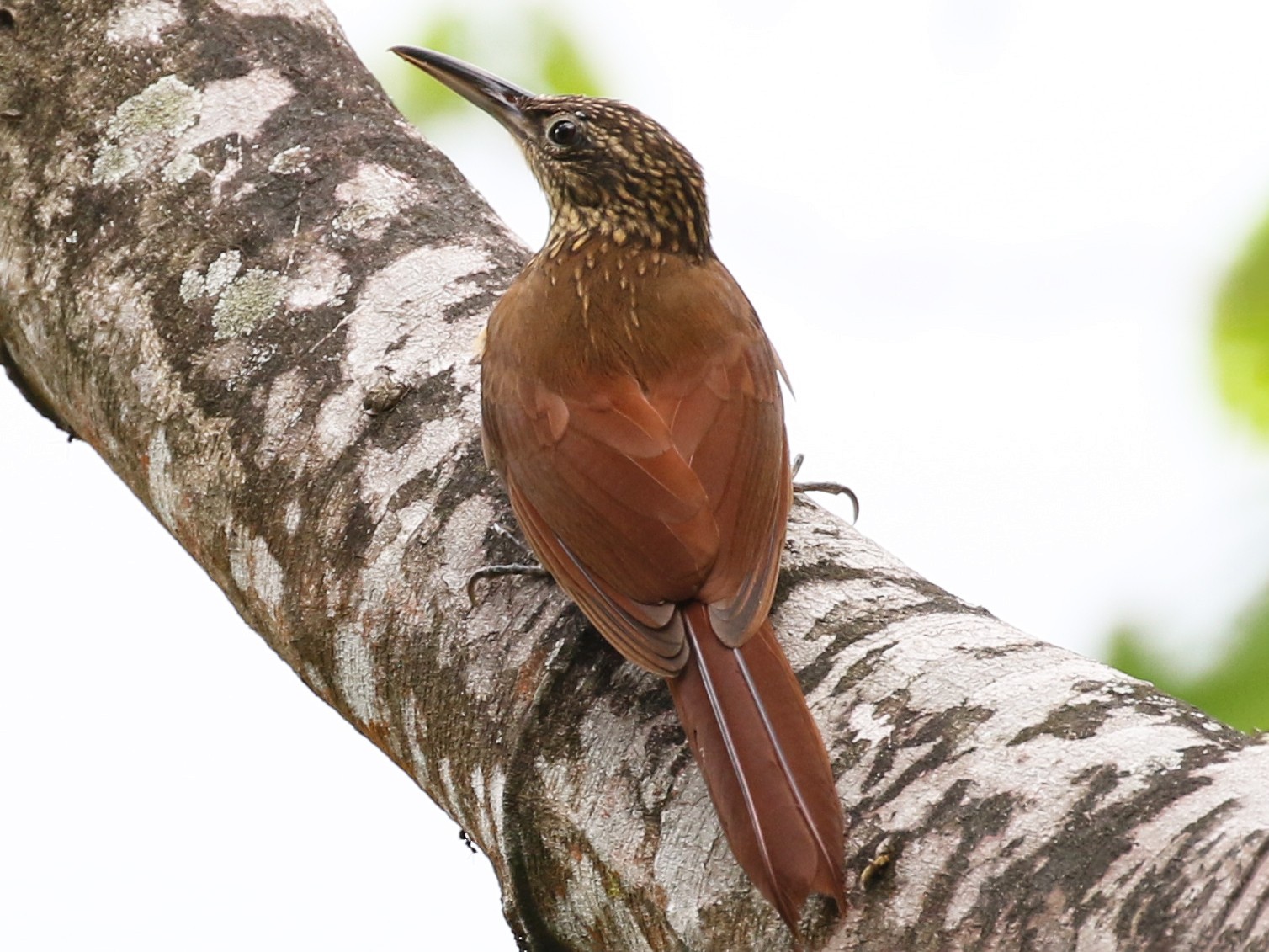 Cocoa Woodcreeper - eBird