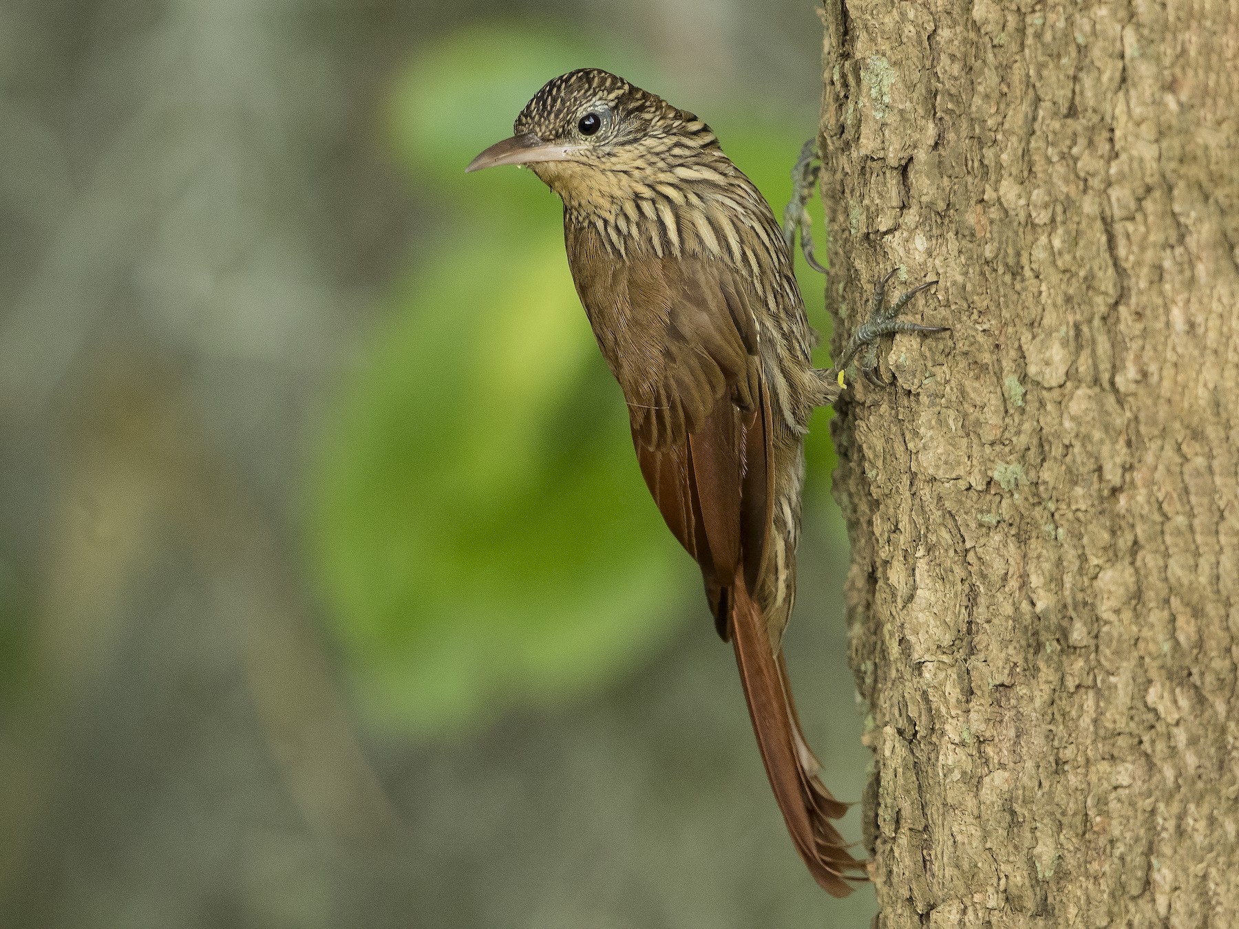 Cocoa Woodcreeper - eBird