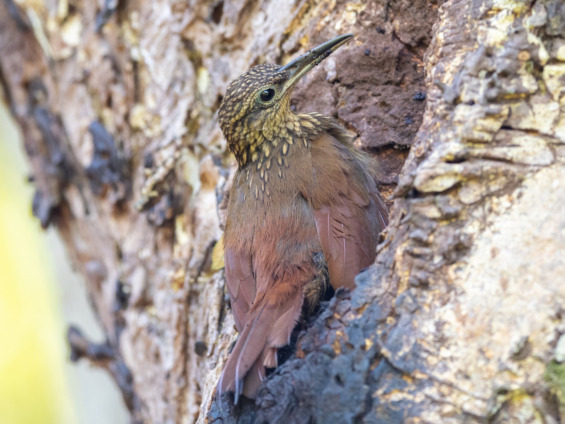 Cocoa Woodcreeper - eBird