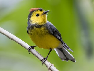 Collared Redstart - eBird