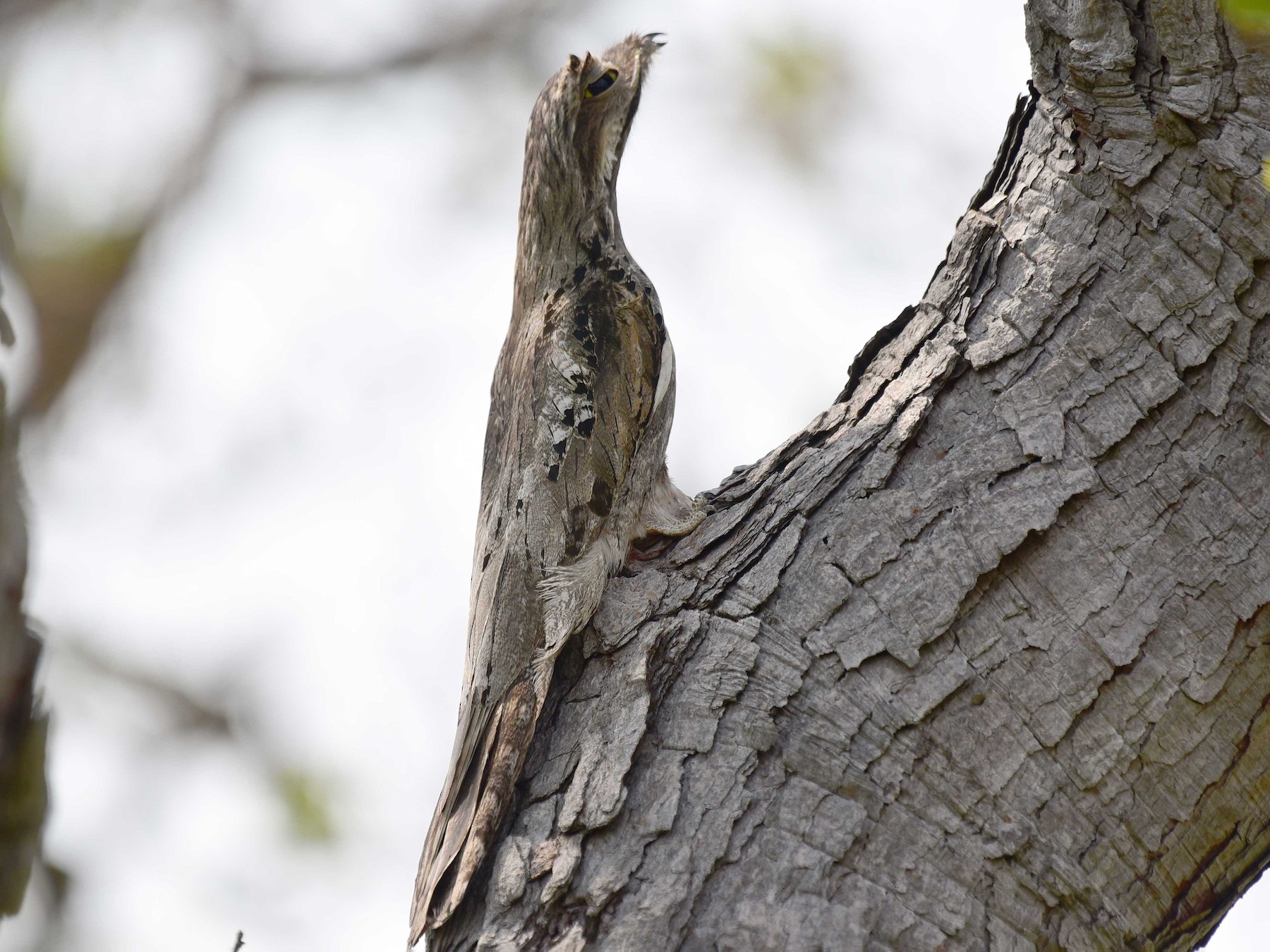 Common Potoo - eBird