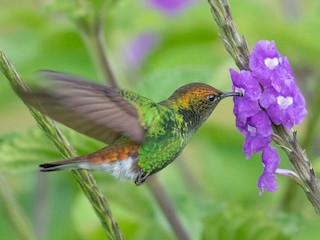 Coppery-headed Emerald - eBird