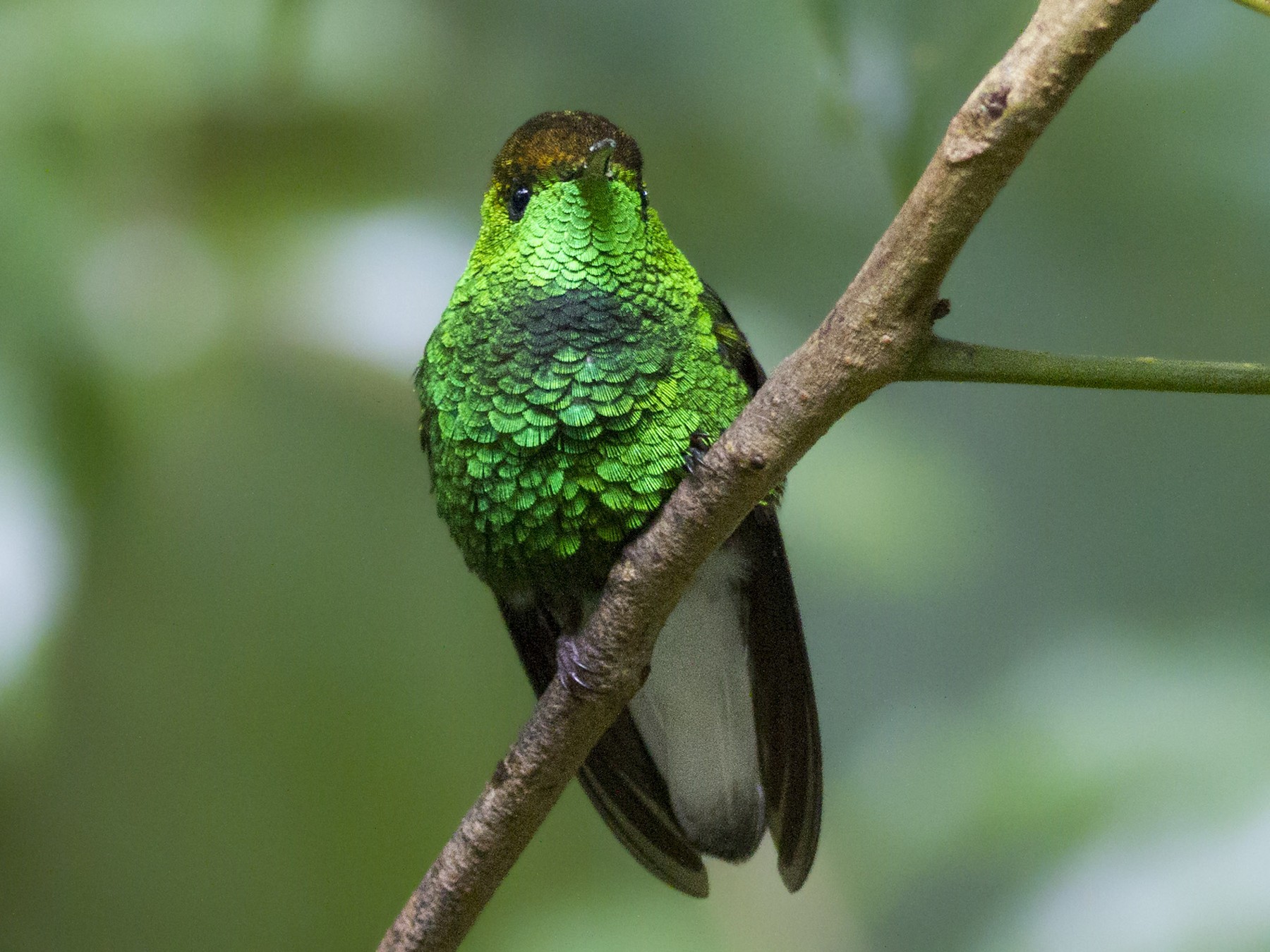 Coppery-headed Emerald - eBird