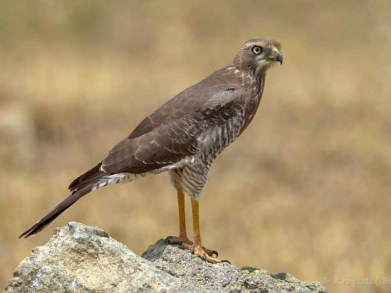 Eastern Chanting-Goshawk - eBird