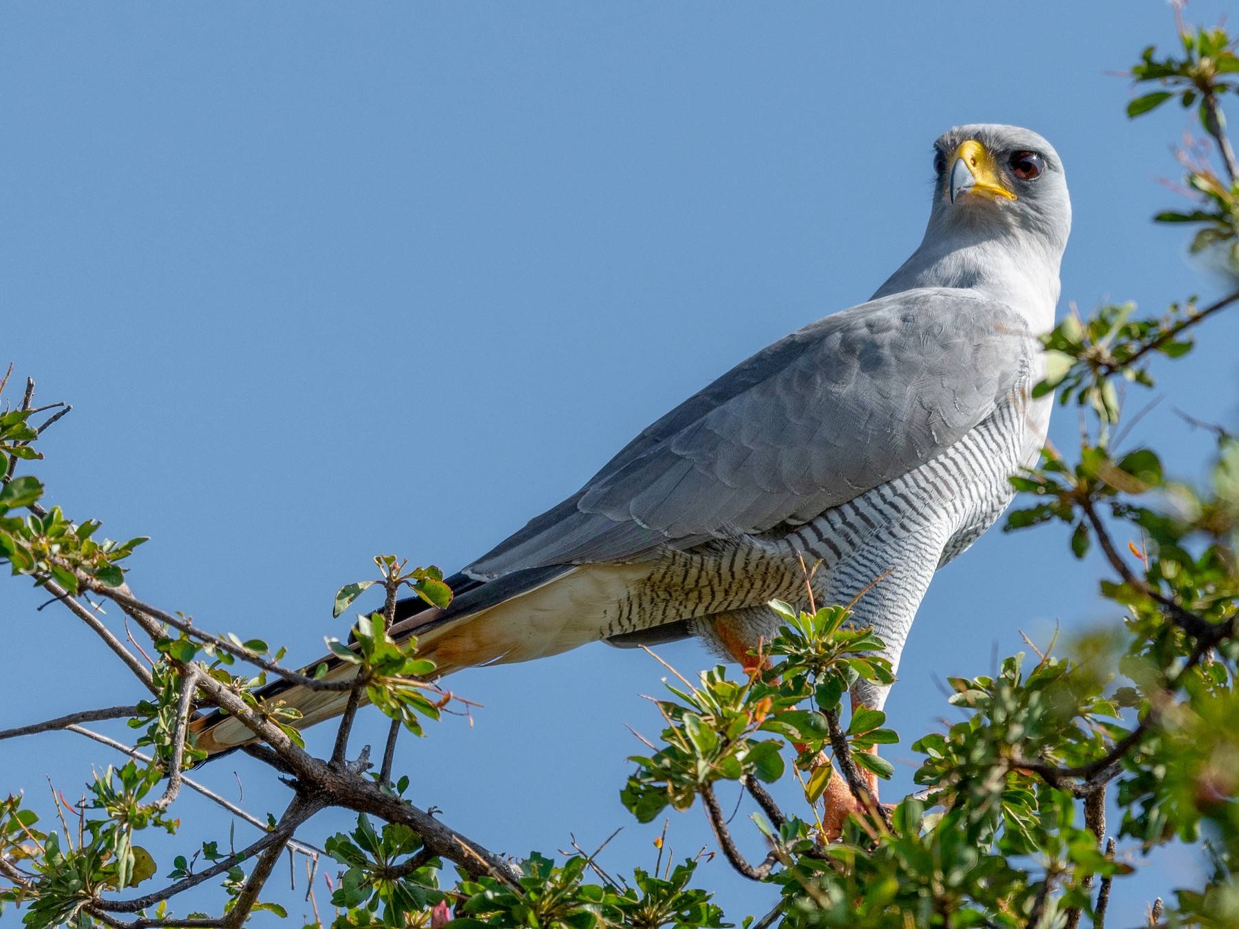 Eastern Chanting Goshawk - eBird