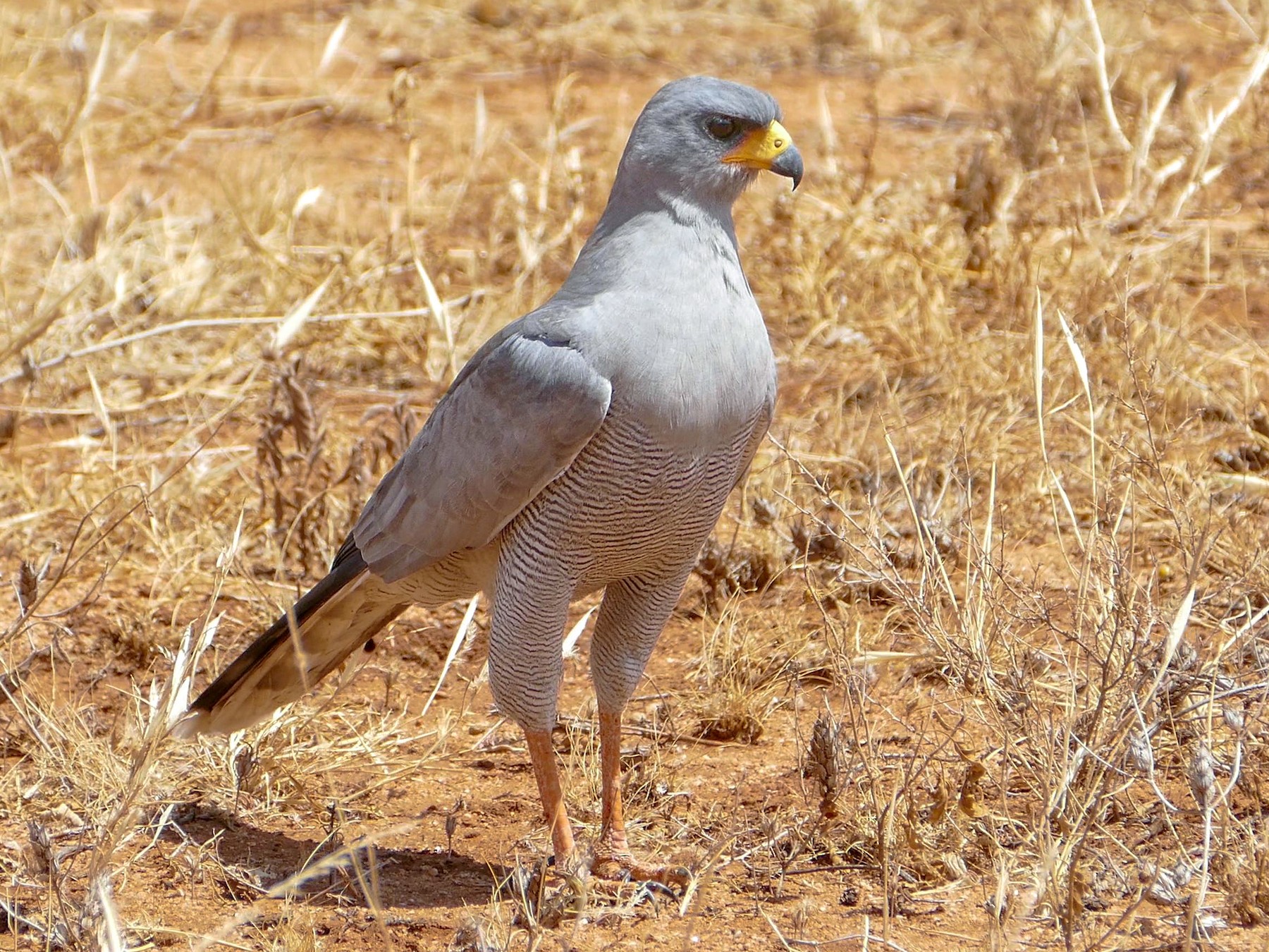 Eastern Chanting-Goshawk - eBird