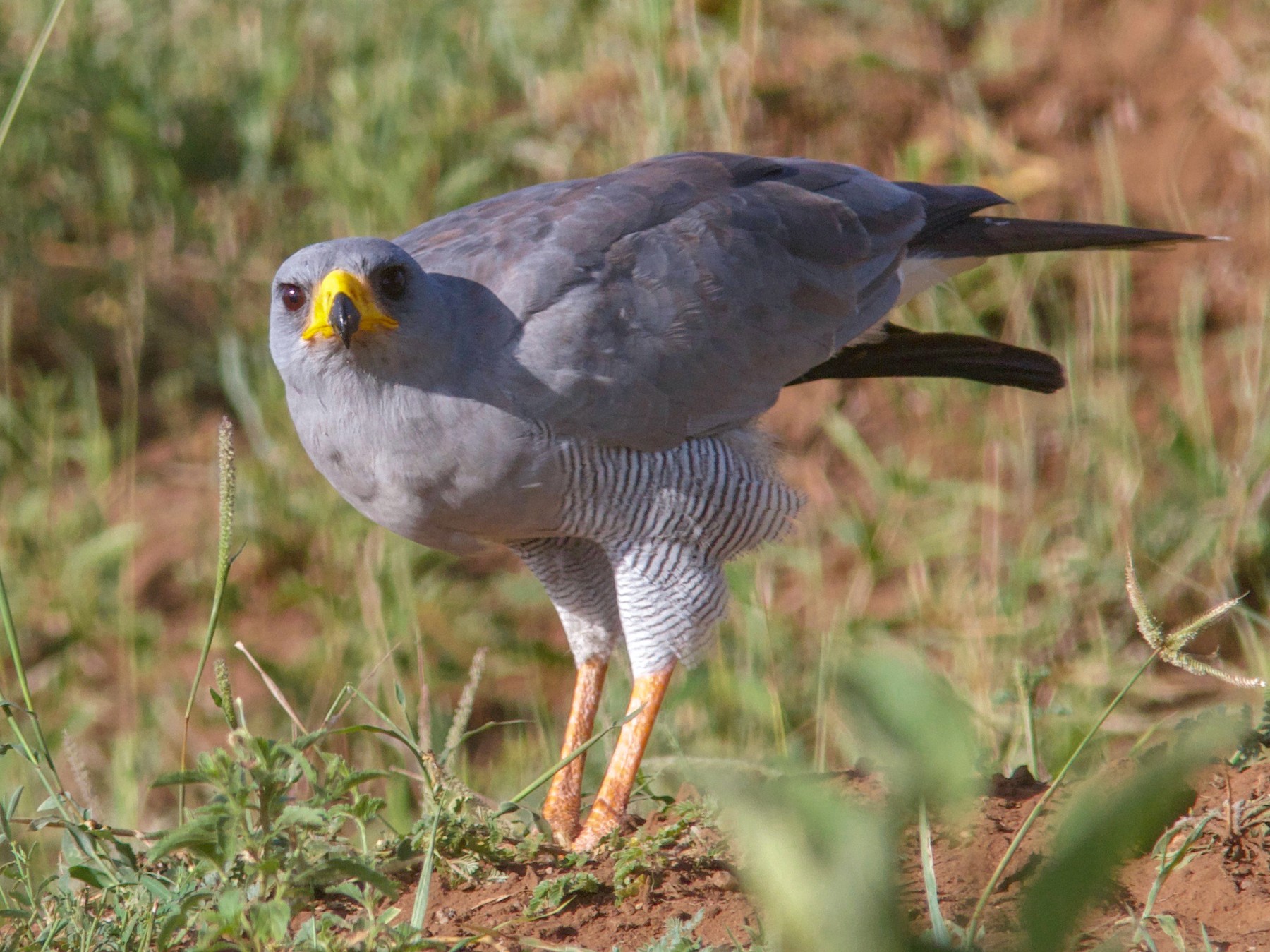 Eastern Chanting-Goshawk - eBird