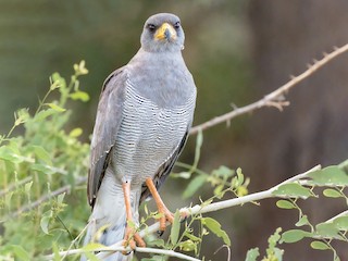 Eastern Chanting Goshawk - eBird