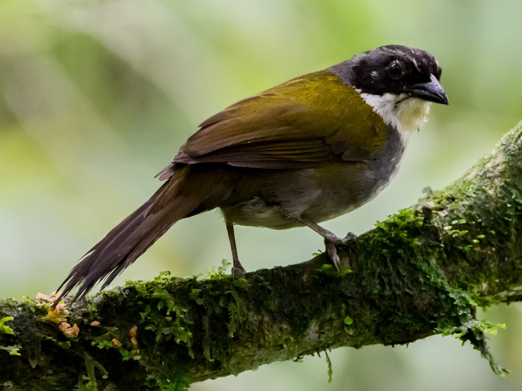 Costa Rican Brushfinch - eBird