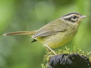 Costa Rican Warbler - eBird