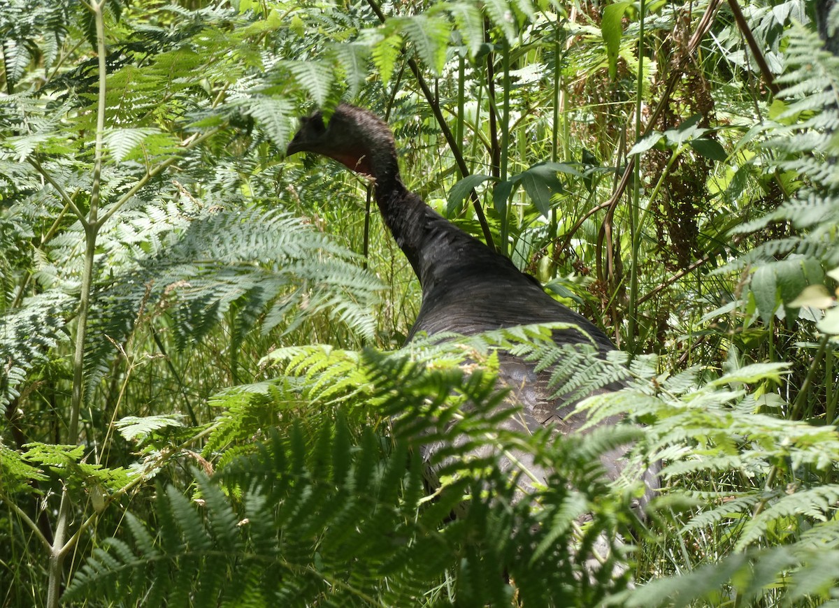 eBird Checklist - 20 Jun 2020 - Rincon Mountains--Spud Rock Campground ...