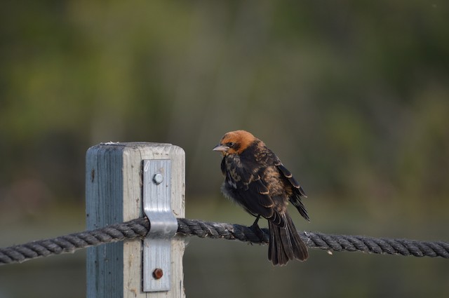 Wisconsin Breeding Bird Atlas - Discover a new world of birding...