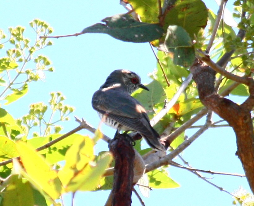 eBird Checklist - 6 Dec 2009 - Drover Park (Cooyar) - 32 species