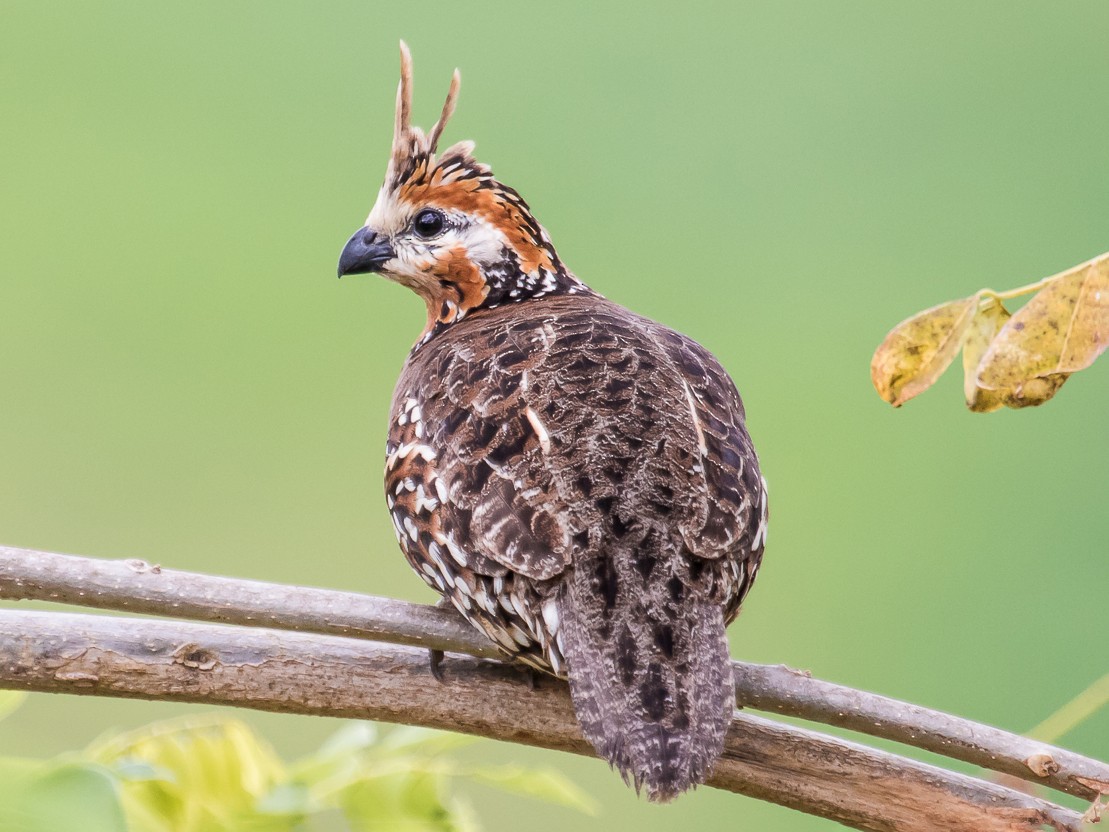Crested Bobwhite - eBird