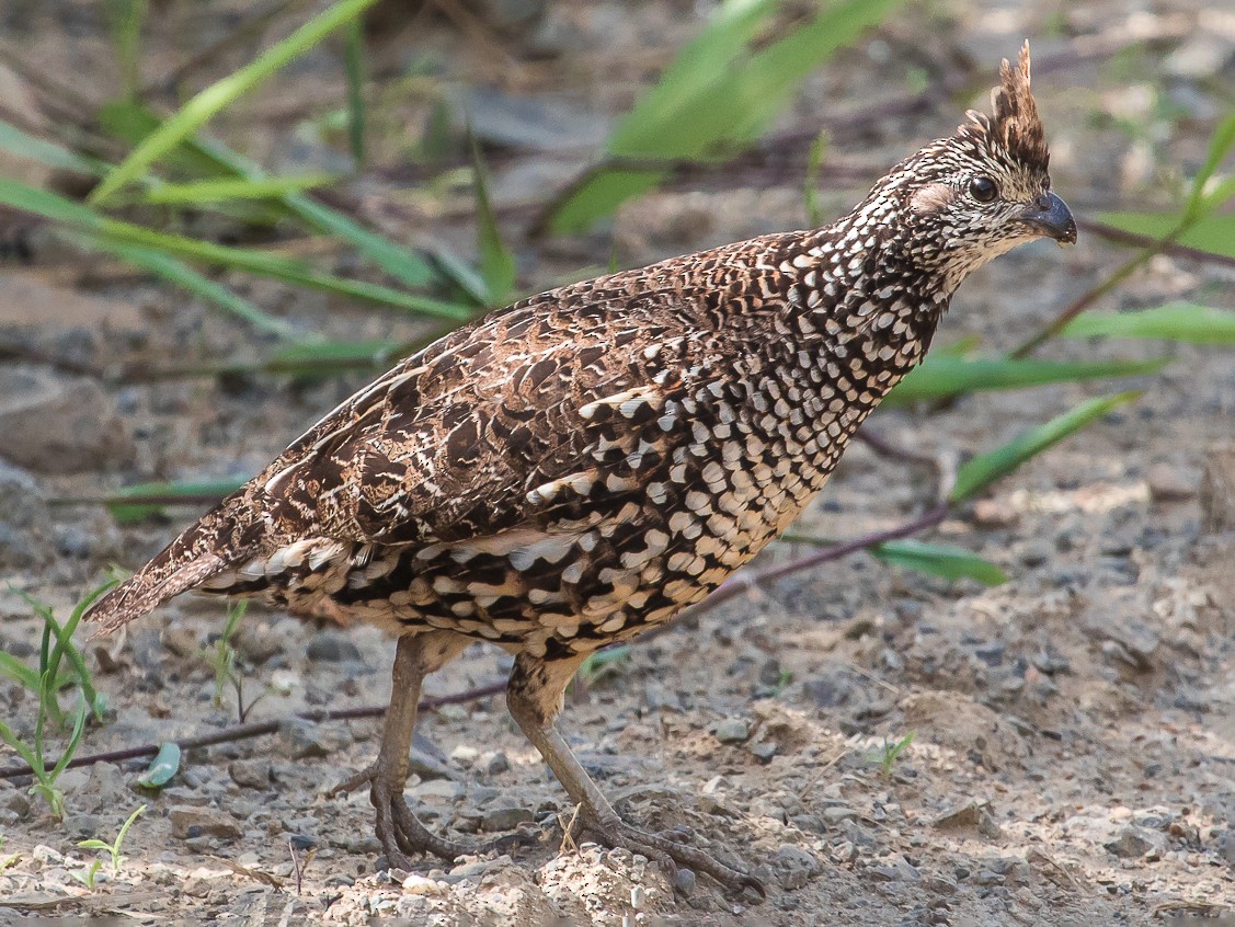 Colín Crestudo - eBird