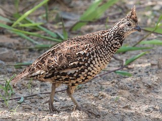Crested Bobwhite - eBird
